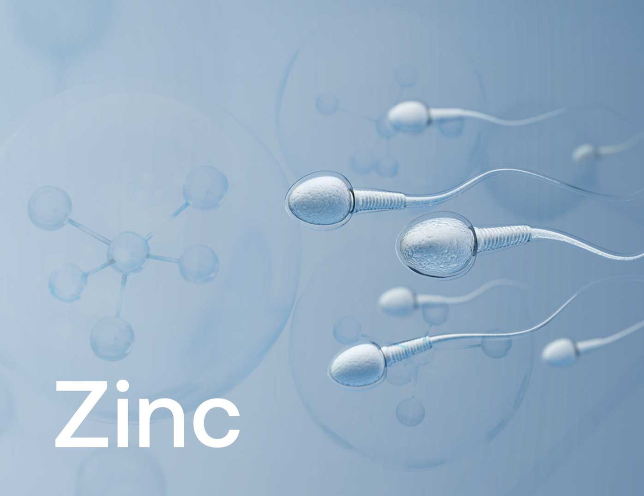 Zinc and Male Fertility : Sperm Quality and Testosterone